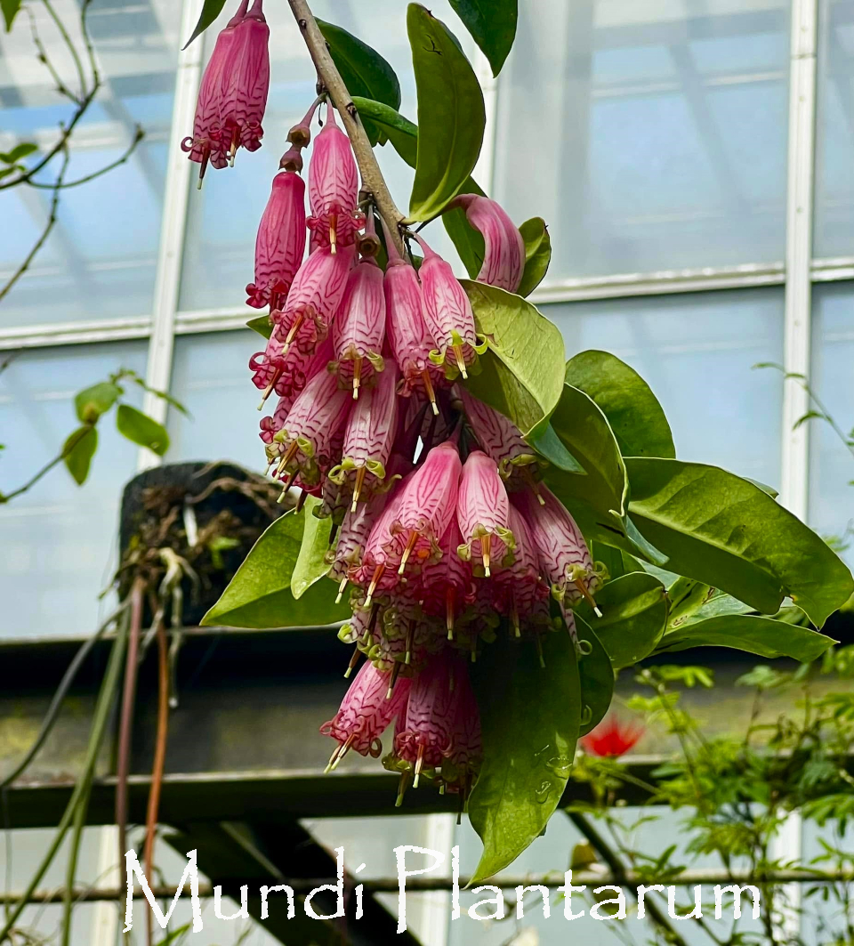 Agapetes grandiflora | Mundi Plantarum