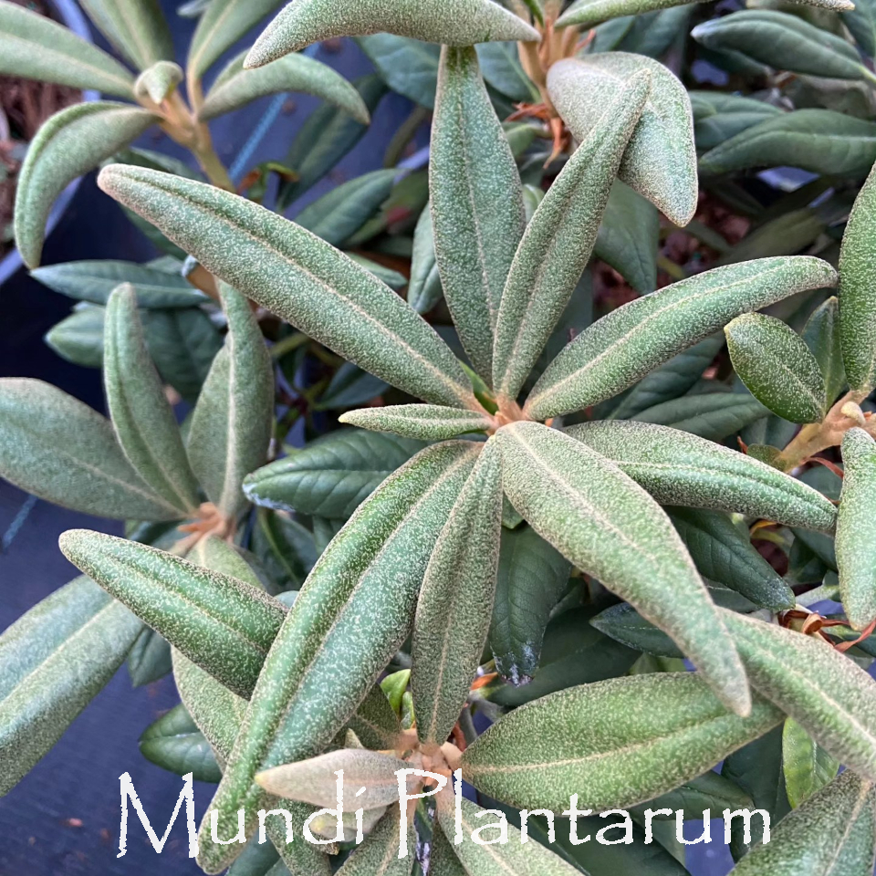 Rhododendron (x) 'Canadian Sunset' | Mundi Plantarum