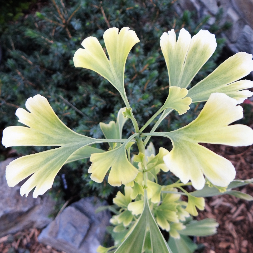 LE GINKGO BILOBA - 40 variétés 2/2 | Mundi Plantarum