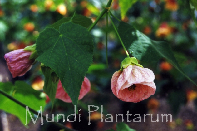 Abutilon 'Apricot Belle' | Mundi Plantarum