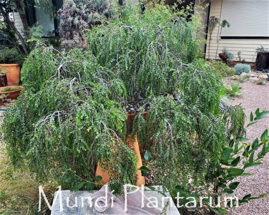 Acacia howittii 'Prostrate' | Mundi Plantarum