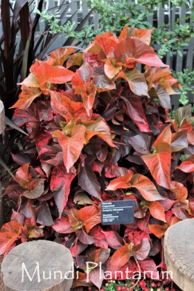 Acalypha wilkesiana 'Musaica' | Mundi Plantarum