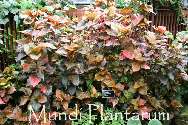 Acalypha wilkesiana 'Musaica' | Mundi Plantarum