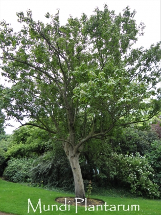 Acer acuminatum | Mundi Plantarum