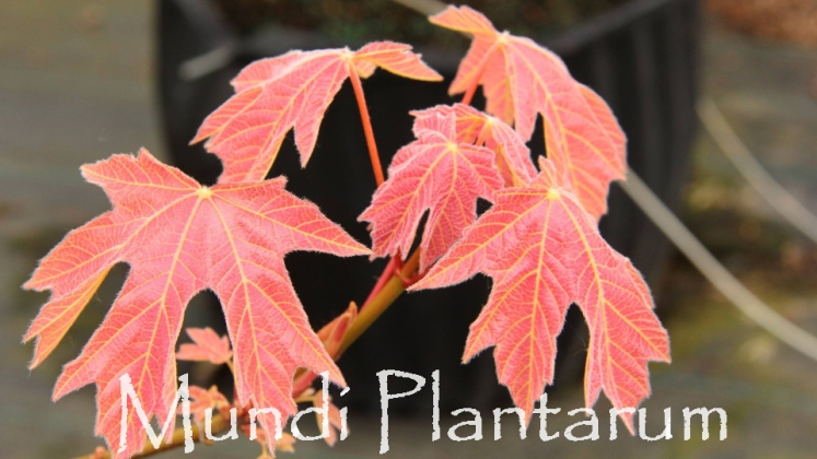 Acer macrophyllum 'Mocha Rose' | Mundi Plantarum
