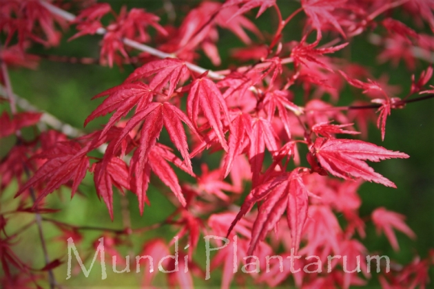 Acer palmatum 'Shin-deshojo' | Mundi Plantarum