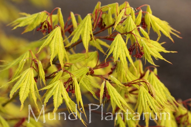 Acer palmatum 'Tiger Rose' | Mundi Plantarum