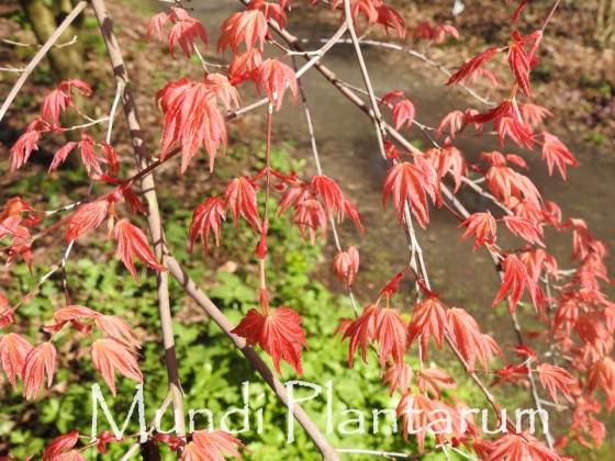 Acer palmatum 'Chishio Improved' | Mundi Plantarum