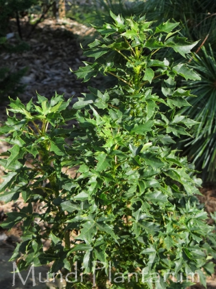 Acer platanoides 'Novusch' | Mundi Plantarum