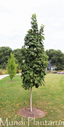 Acer saccharum 'Barrett Cole' | Mundi Plantarum