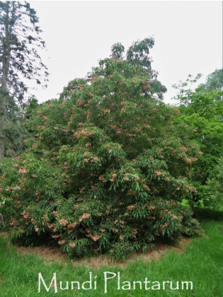 Aesculus (x) mutabilis 'Penduliflora' | Mundi Plantarum