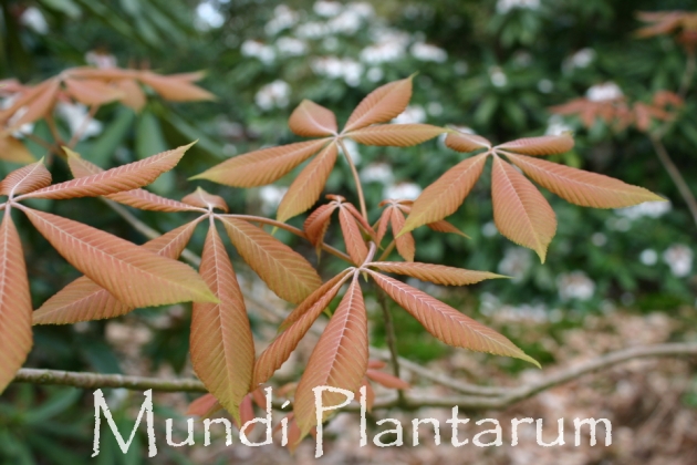 Aesculus (x) neglecta 'Erythroblastos' | Mundi Plantarum