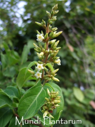 Aganonerion polymorphum | Mundi Plantarum