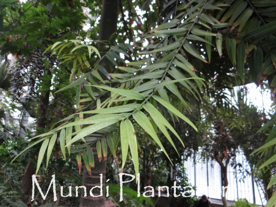 Agathis moorei | Mundi Plantarum