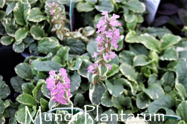 Ajuga 'Pink Lightning’ | Mundi Plantarum