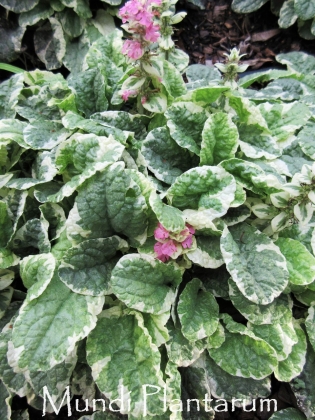 Ajuga 'Pink Lightning’ | Mundi Plantarum