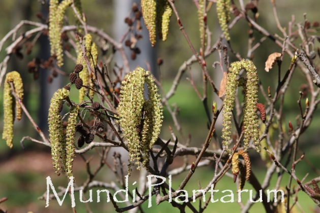 Alnus alnobetula (ssp.) fruticosa | Mundi Plantarum
