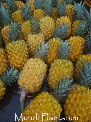 Ananas 'Queen Victoria' | Mundi Plantarum