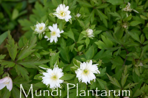 Anemone nemorosa 'Bracteata Pleniflora' | Mundi Plantarum