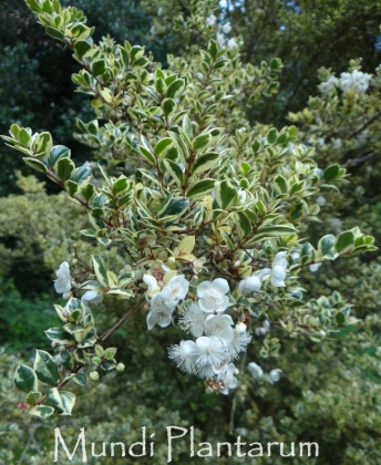 Azara microphylla 'Variegata' | Mundi Plantarum