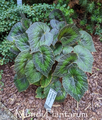 Begonia sp. DJHAP 18003 Tectonic™ | Mundi Plantarum
