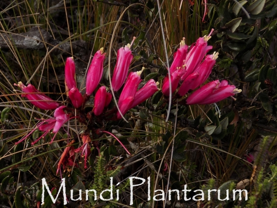 Bejaria resinosa | Mundi Plantarum