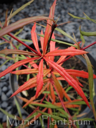 Berberis triacanthophora 'Cally Rose' | Mundi Plantarum