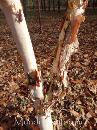 Betula albosinensis 'China Ruby' | Mundi Plantarum