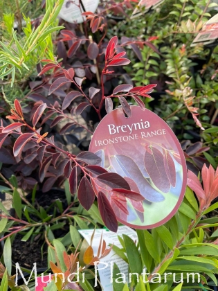 Breynia cernua 'Ironstone Range' | Mundi Plantarum