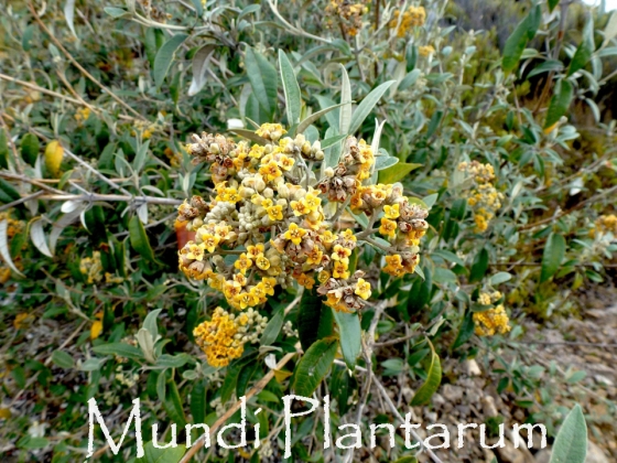 Buddleja nitida | Mundi Plantarum