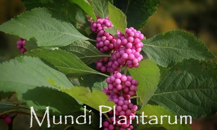 Callicarpa americana 'Sugarloaf Hot Pink' | Mundi Plantarum