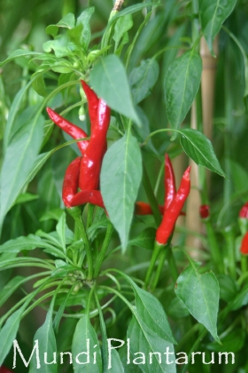 Capsicum annuum 'Lada Padi Basar' | Mundi Plantarum