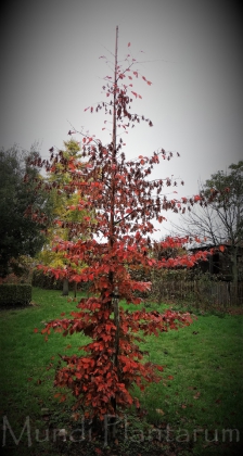 Carpinus betulus 'Rockhampton Red' | Mundi Plantarum