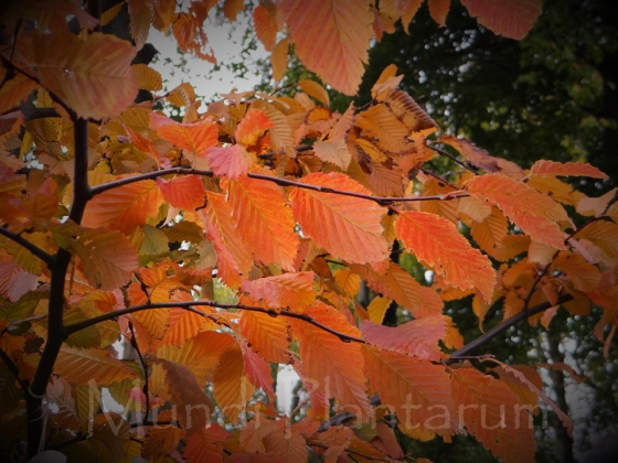 Carpinus betulus 'Rockhampton Red' | Mundi Plantarum
