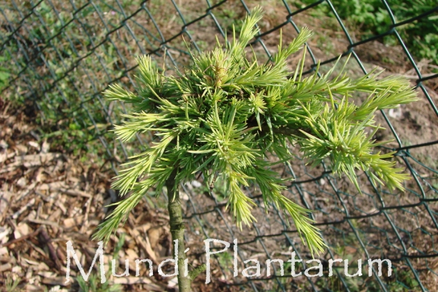 Cedrus deodara 'Anny's Dwarf' | Mundi Plantarum