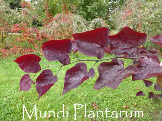 Cercis canadensis 'Red Force' | Mundi Plantarum