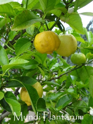 Citrus limetta | Mundi Plantarum