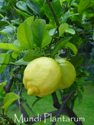 Citrus limetta | Mundi Plantarum