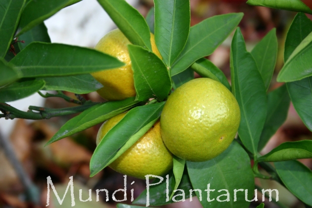 Citrus unshiu | Mundi Plantarum