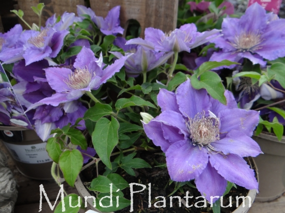 Clematis 'Bijou' | Mundi Plantarum
