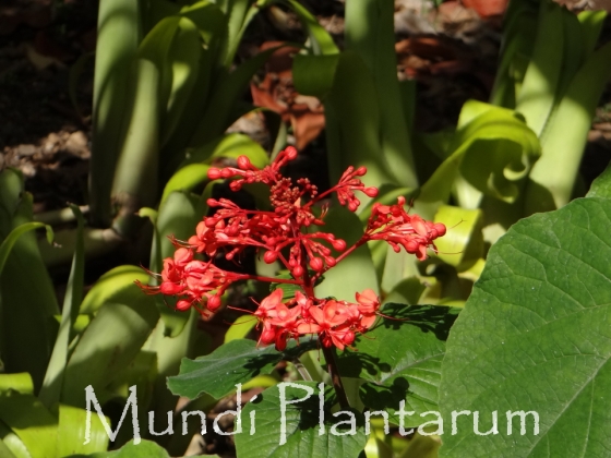 Clerodendrum buchananii | Mundi Plantarum
