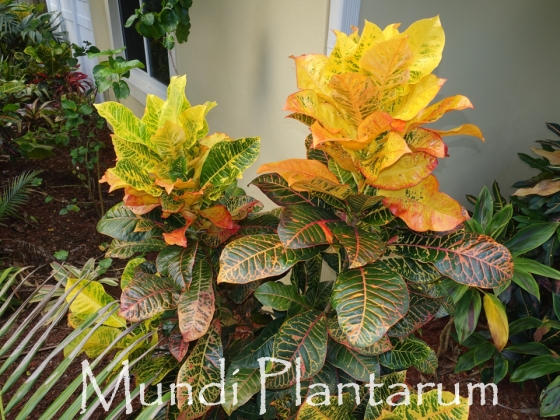 Codiaeum 'MacKenzie' | Mundi Plantarum