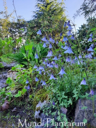 Codonopsis ovata | Mundi Plantarum