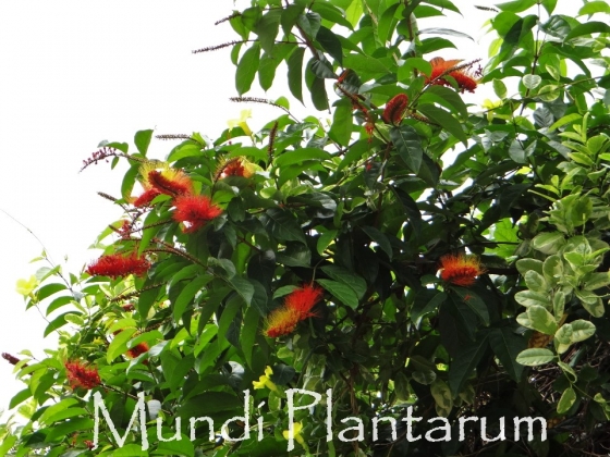 Combretum comosum | Mundi Plantarum