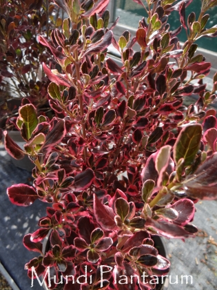 Coprosma 'Eclipse' | Mundi Plantarum