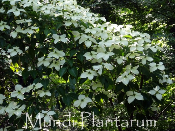 Cornus elliptica | Mundi Plantarum
