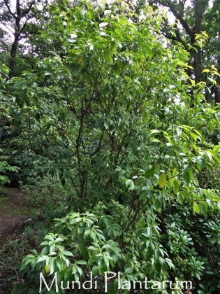 Cornus elliptica | Mundi Plantarum