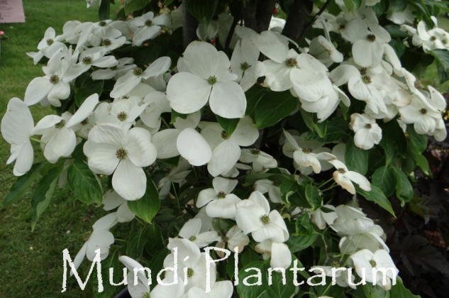 Cornus (x) rutgersensis Constellation ('Rutcan') | Mundi Plantarum