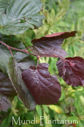 Corylus colurna 'Te Terra Red' | Mundi Plantarum