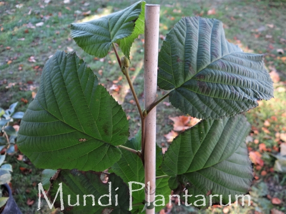 Corylus tibetica 'Ferox' | Mundi Plantarum